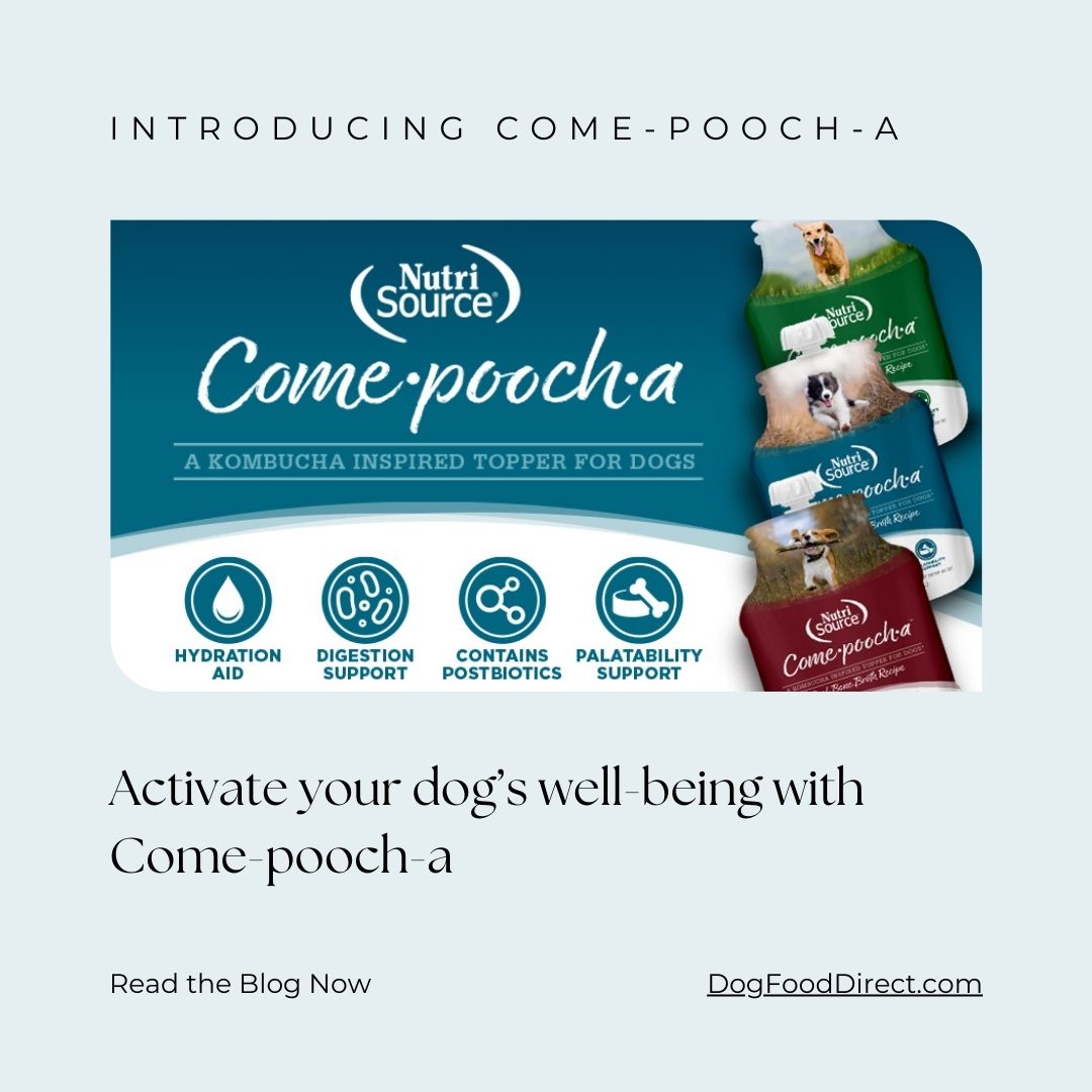 Where Did The Term Pooch Come From